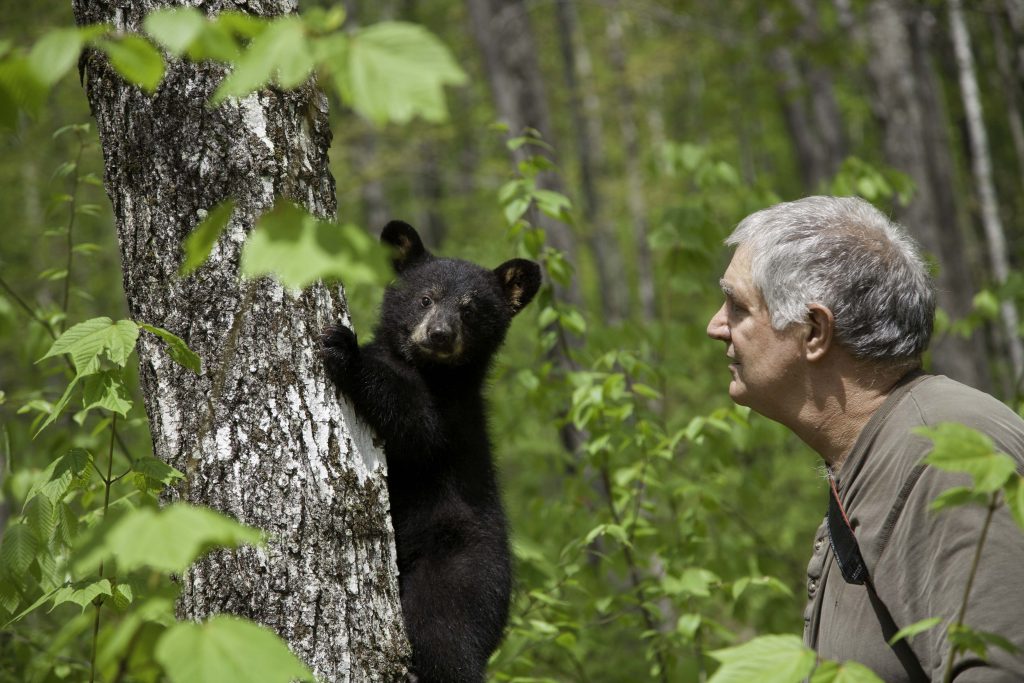 Our Work | Kilham Bear Center