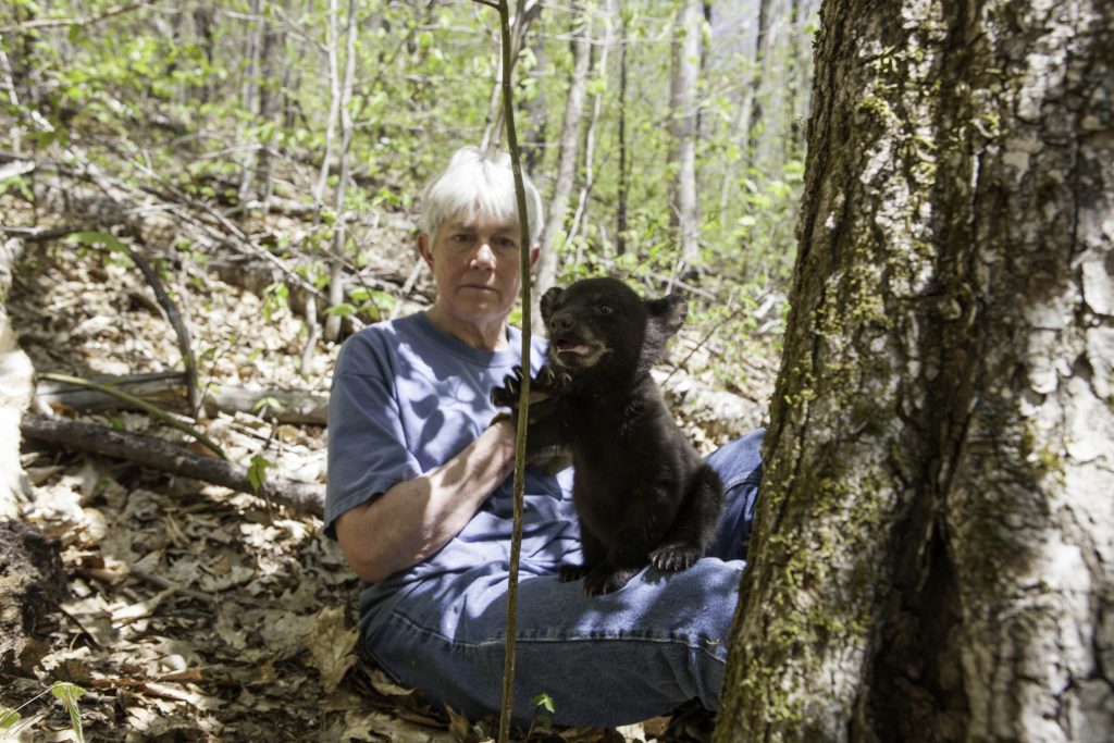 Our Work | Kilham Bear Center
