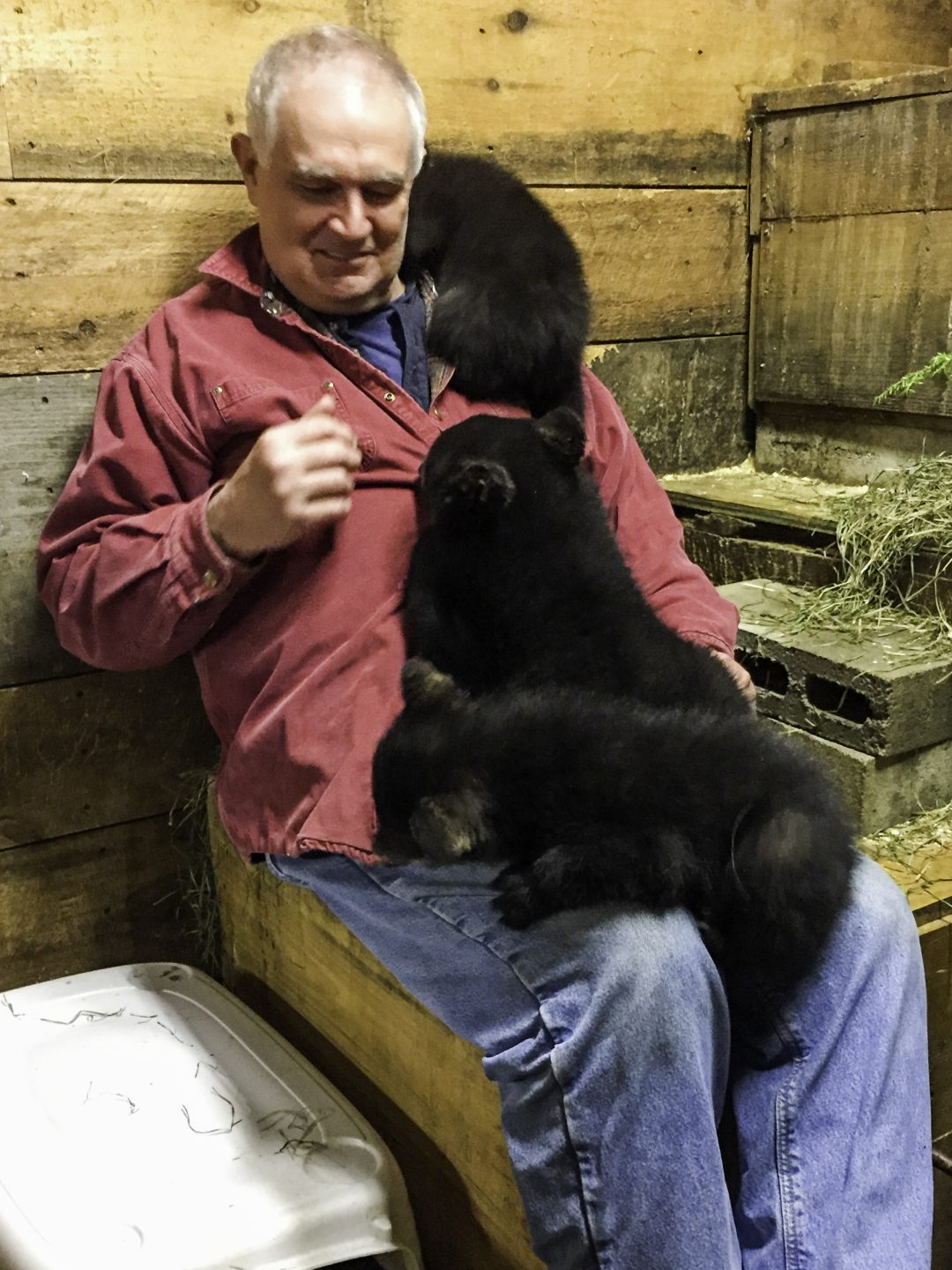 Our Work | Kilham Bear Center