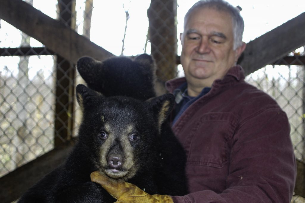 Our Work | Kilham Bear Center