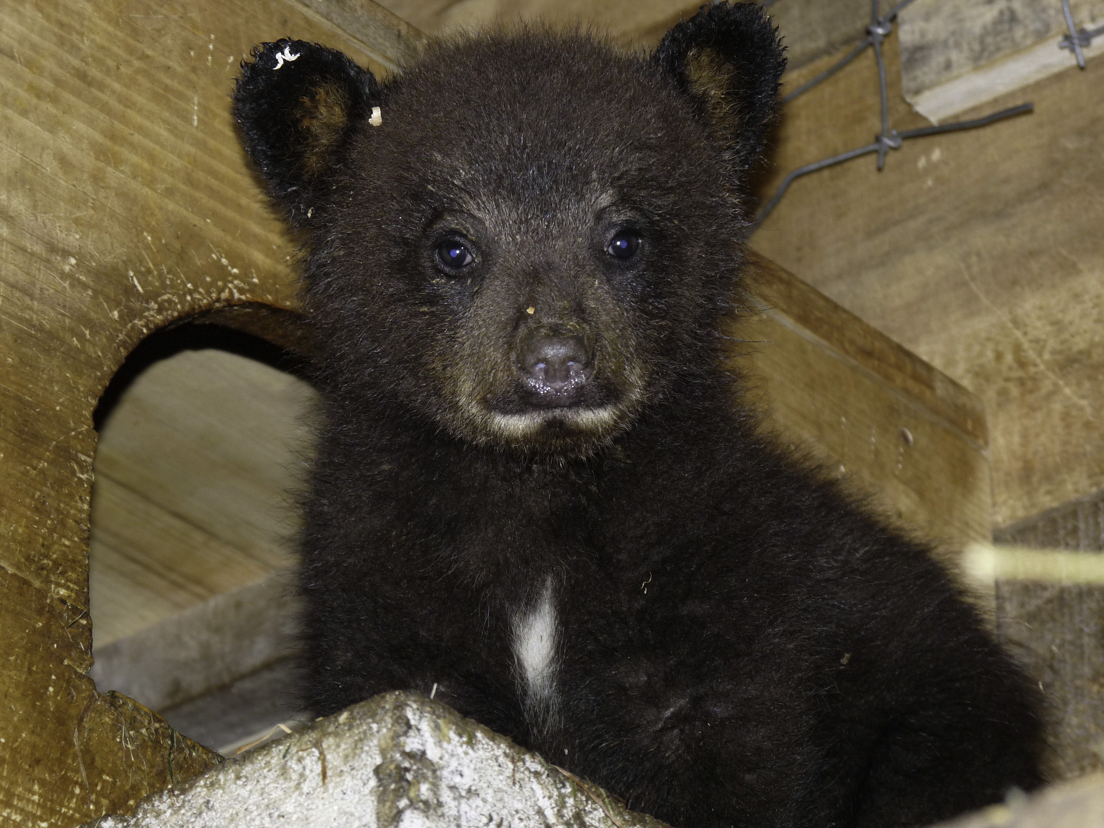 The Cubs | Kilham Bear Center