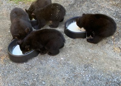 The Cubs | Kilham Bear Center