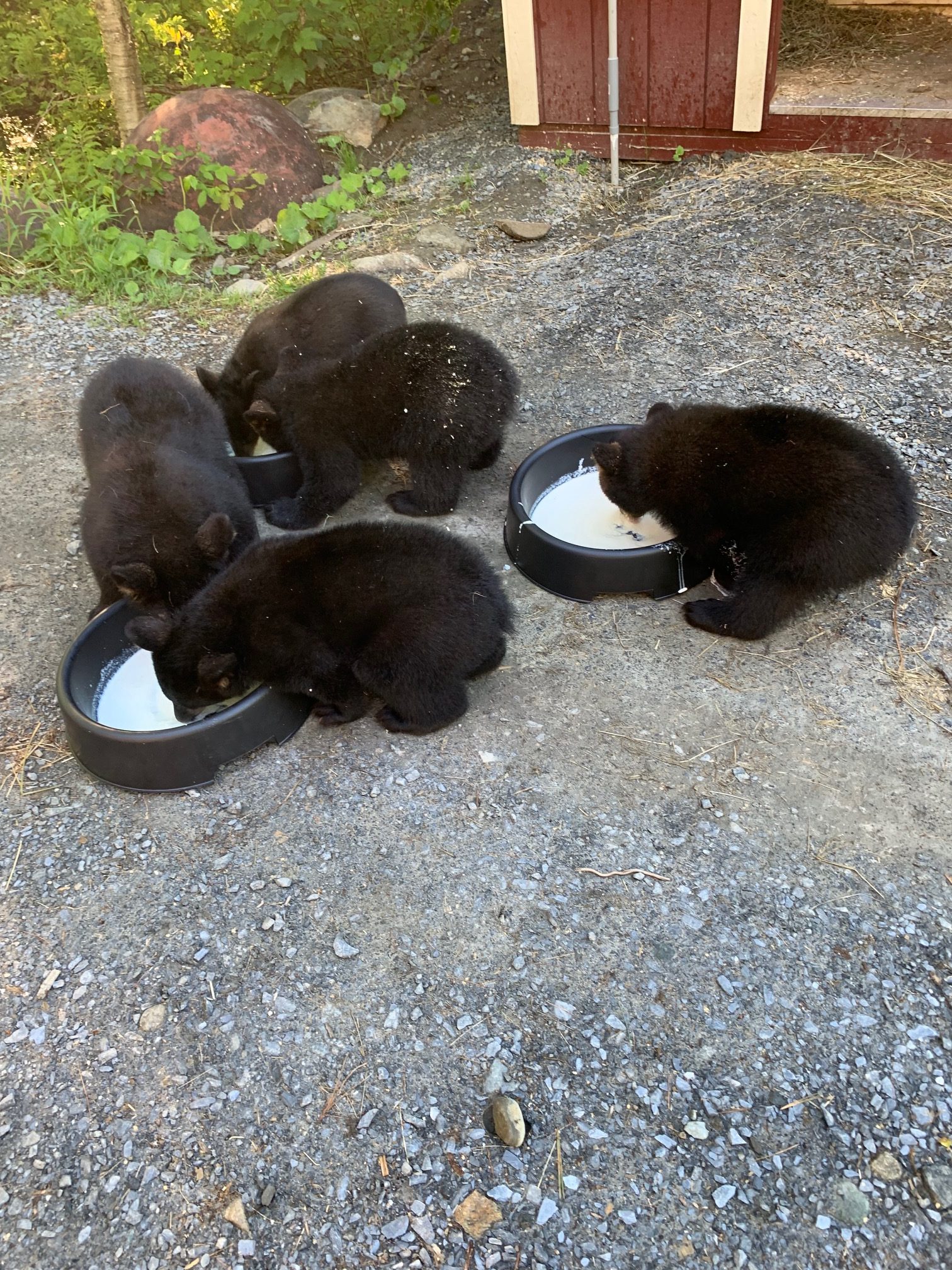 The Cubs | Kilham Bear Center