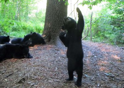 The Cubs | Kilham Bear Center